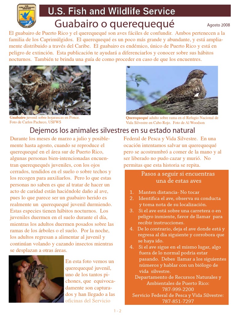 Guabairo y Querequequé en Puerto Rico | PDF | Aves | Puerto Rico