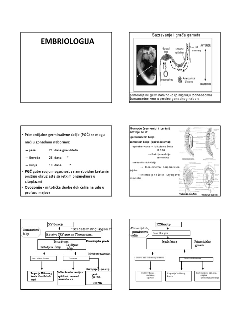 OSNOVI EMBRIOLOGIJE 2013