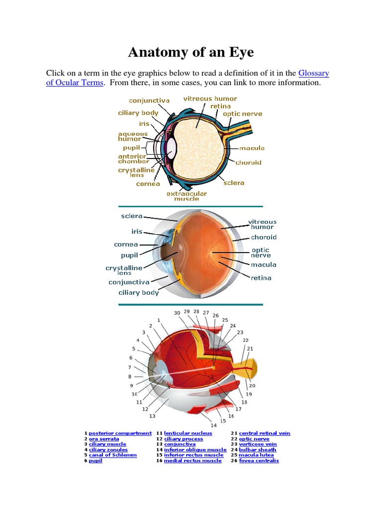 Anatomy of An Eye | PDF | Visual Acuity | Human Eye