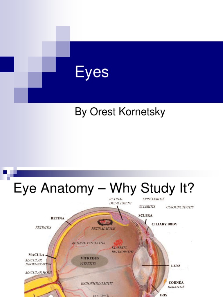 Eye Anatomy | PDF | Human Eye | Visual System