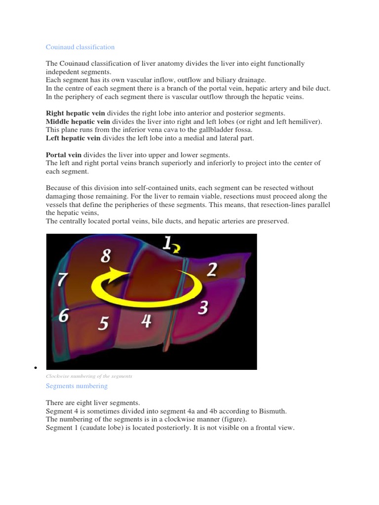 Anatomi Hepar | PDF | Liver | Human Anatomy