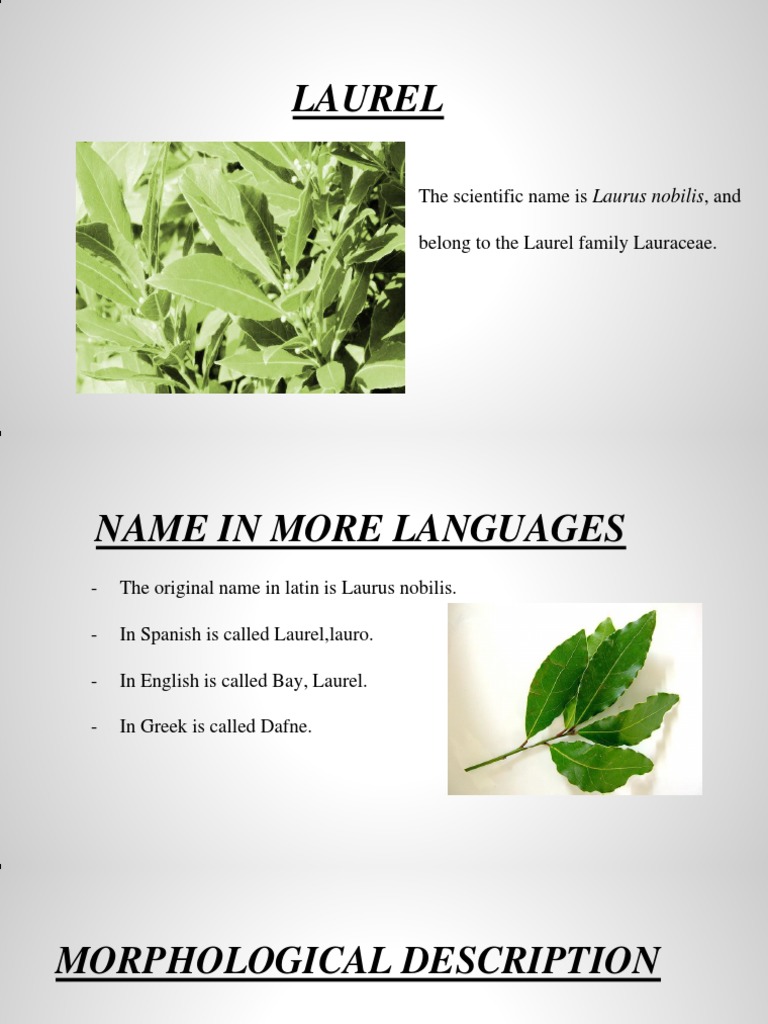 Laurel: The Scientific Name Is Laurus Nobilis, and Belong To The Laurel ...