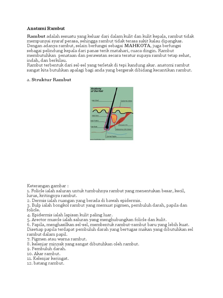Anatomi Rambut | PDF