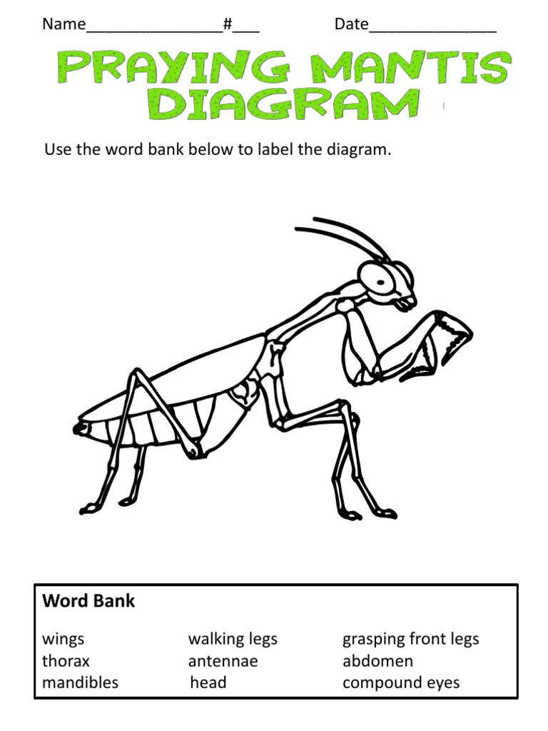 Diagram of A Praying Mantis | PDF | Hexapoda | Organisms