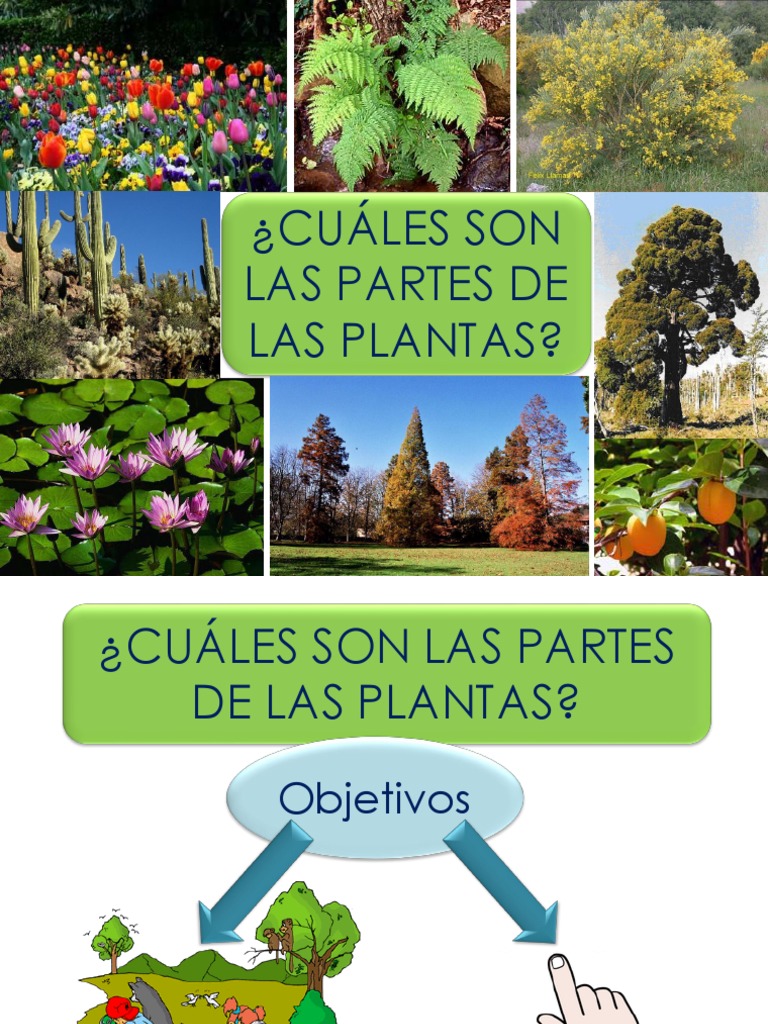 Que Partes Tienen Las Plantas | PDF | Relaciones personales, crianza y ...