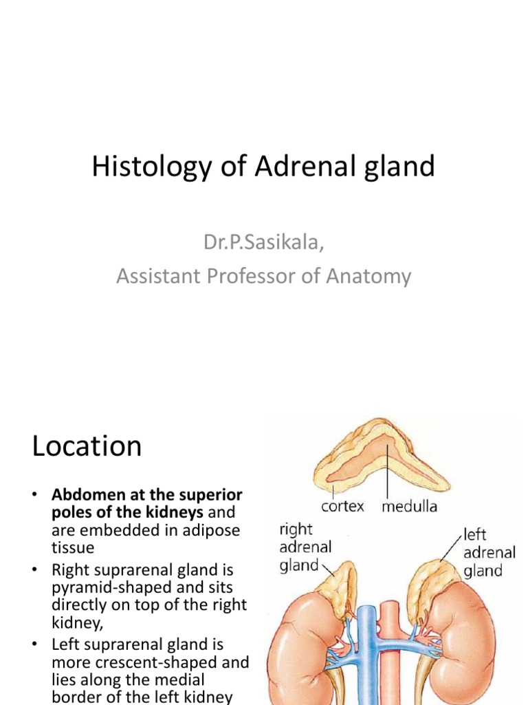 Histology of Adrenal Gland | Adrenal Gland | Human Anatomy