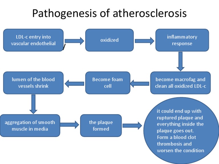 Atherosclerosis Pathogenesis Overview | PDF