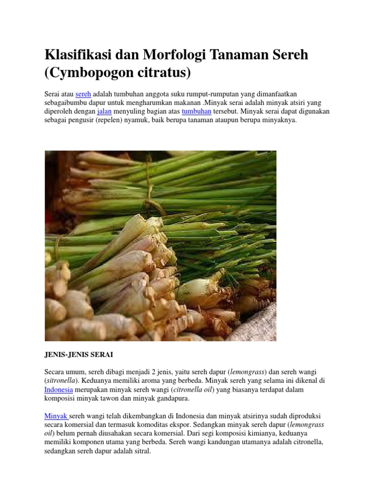 Klasifikasi Dan Morfologi Tanaman Sereh | PDF