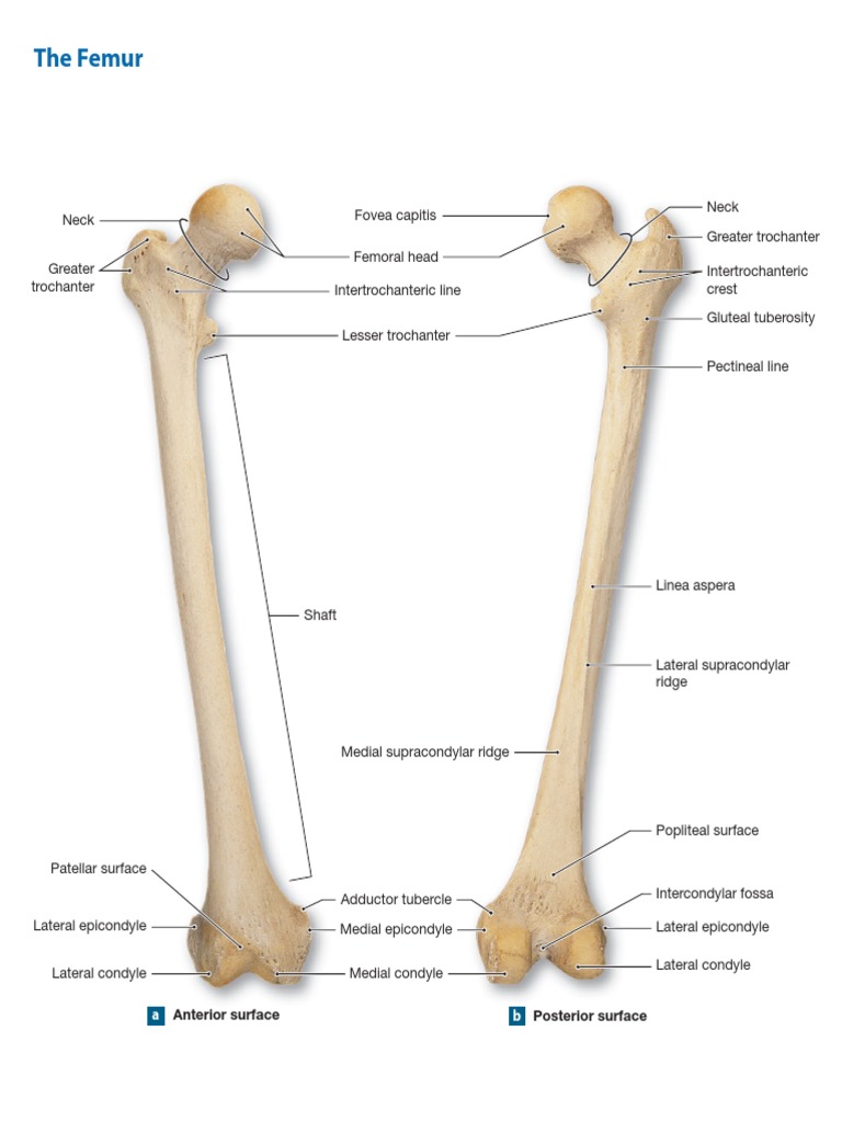 Tibia and Fibula Anatomy Overview | PDF