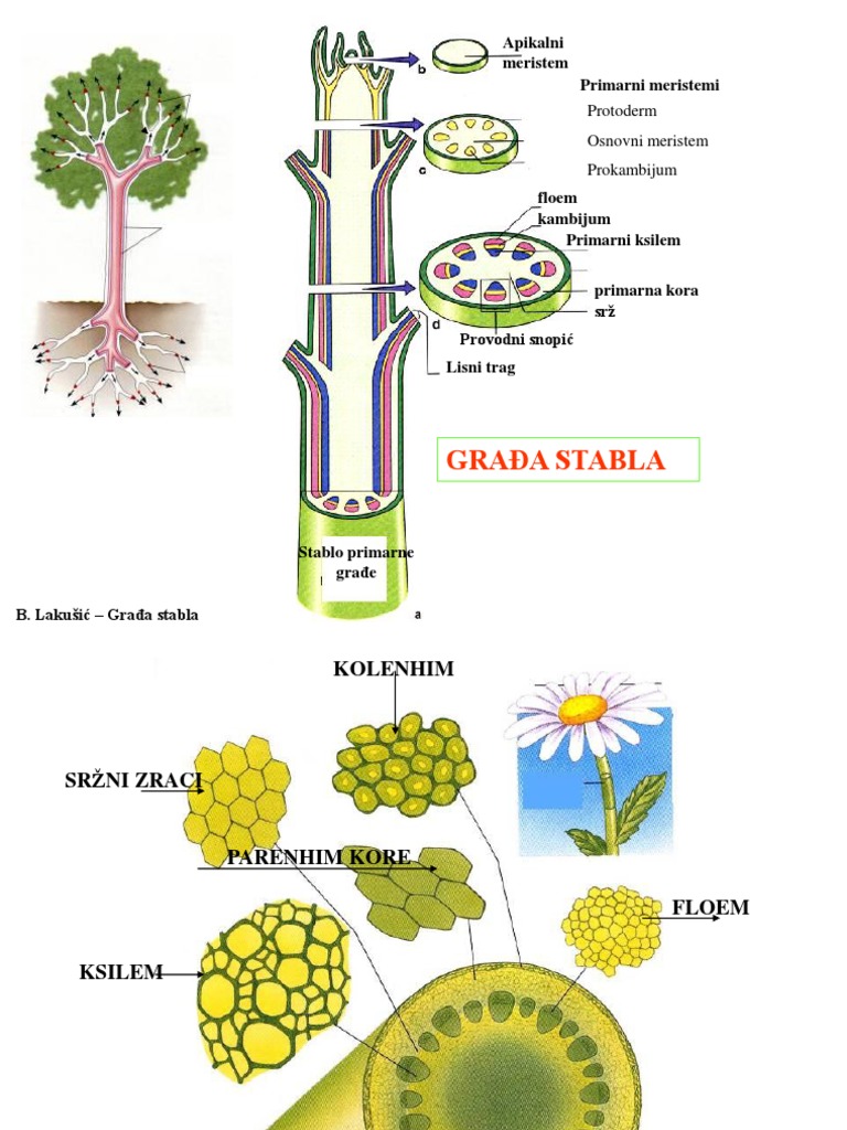 Gradja Stabla 2013 | PDF