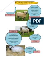 Ciclo de Vida de la Vaca para Niños | PDF | Vacas | Leche
