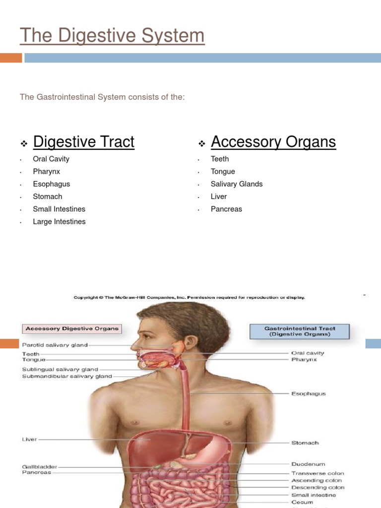 Unit 8 - Gastrointestinal Physiology | PDF | Peritoneum | Stomach