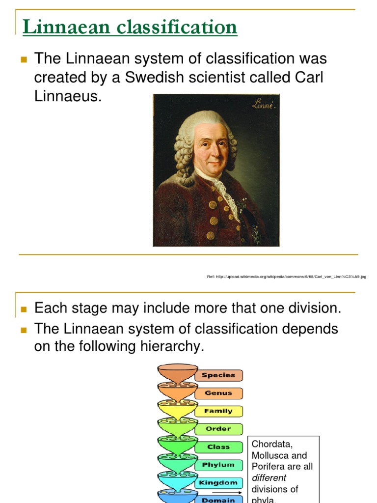 Linnaean Classification | PDF
