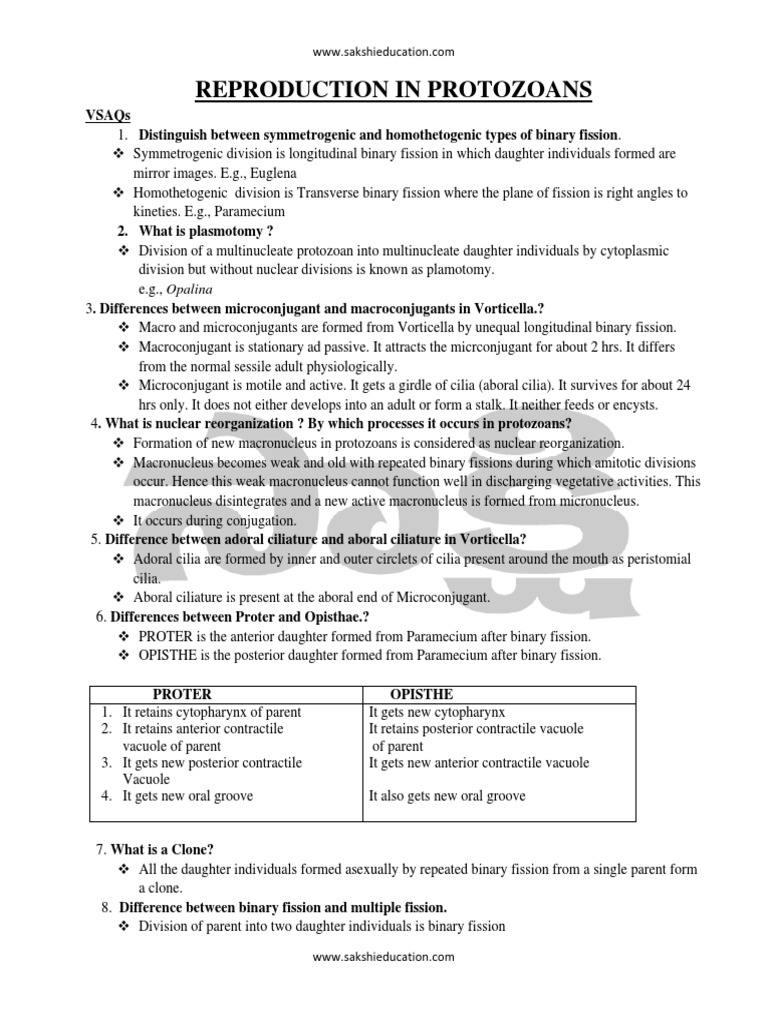 04 02 Reproduction In Protozoans Pdf Mitosis Cell