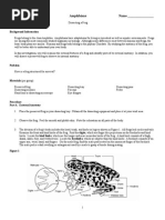 Lab Report - Frog Dissection | PDF | Frog | Anatomy