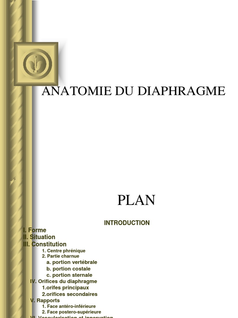 Anatomie et Orifices du Diaphragme | PDF | Aorte | Anatomie animale
