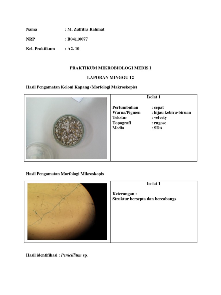 12 M. Zulfitra Rahmat B04110077 Mikrob 1 | PDF | Kajian Bahasa Asing | Kesehatan Holistik