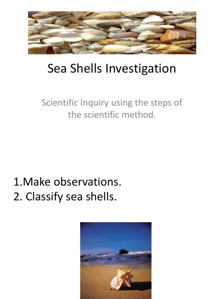 Sea Shells Investigation | PDF