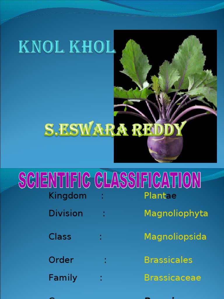 Knolkhol Cultivation | PDF | Cabbage | Domesticated Plants