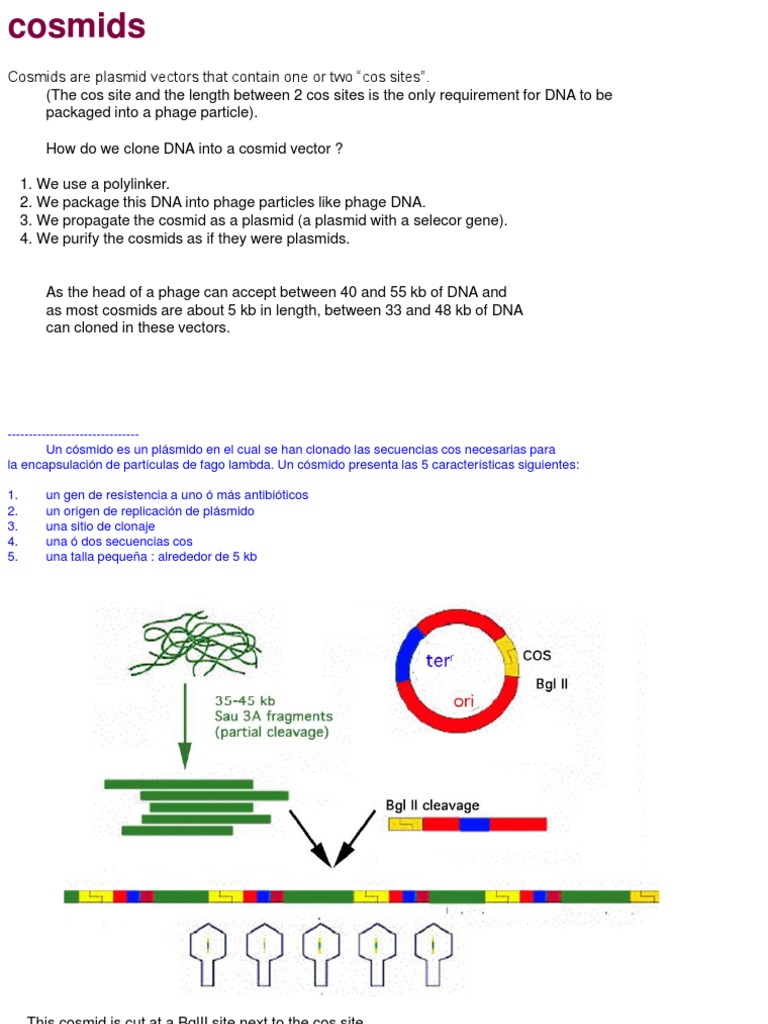 Yac Bac Pac | PDF | Molecular Cloning | Plasmid