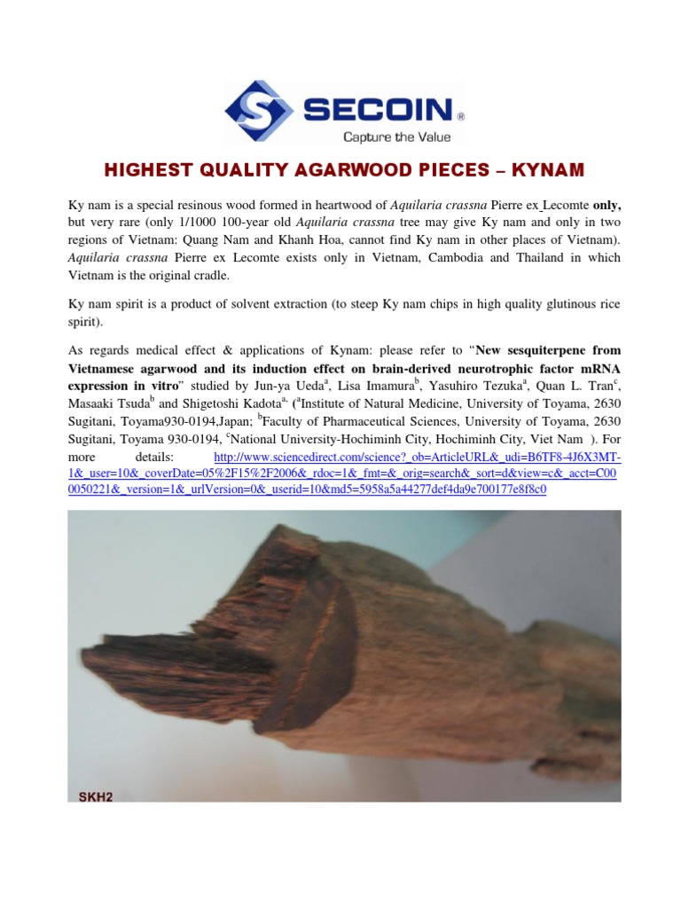 Kynam - Highest-Quality Agarwood Pieces | PDF | Vietnam | Trees