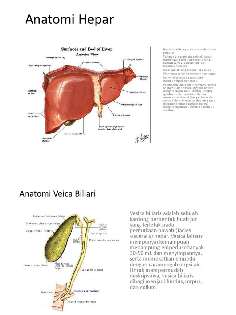Anatomi Hepar | PDF