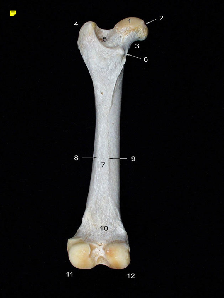 Femur Canino 2 | PDF