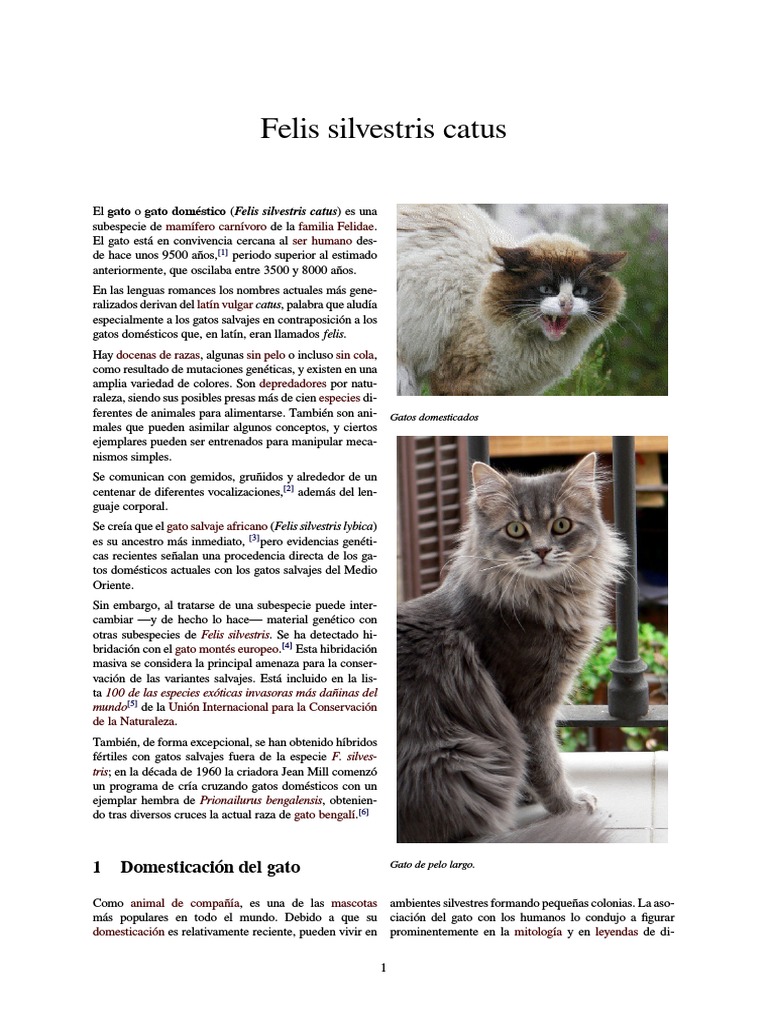 Felis Silvestris Catus | Gatos | Percepción visual
