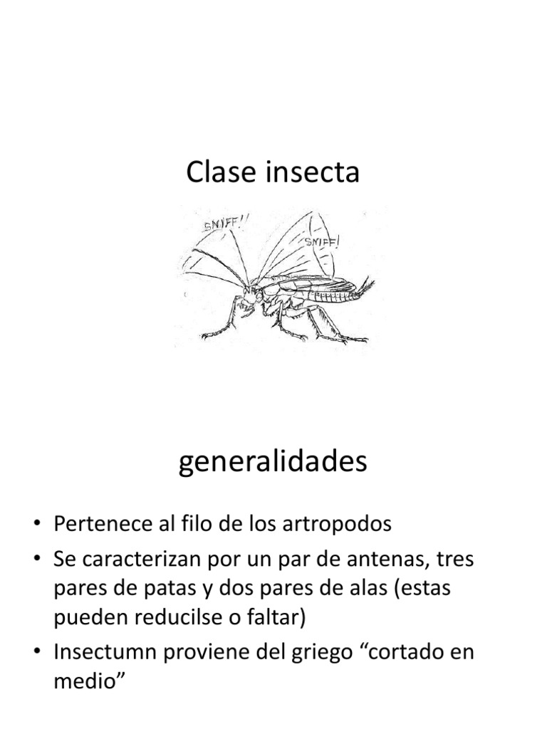 Clase Insecta | PDF | Insectos | Artrópodos