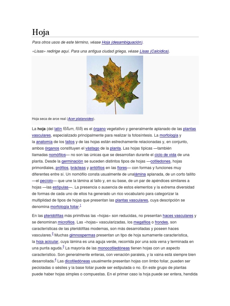 Hoja Wikipedia | PDF | Hoja | Fisiología de las plantas