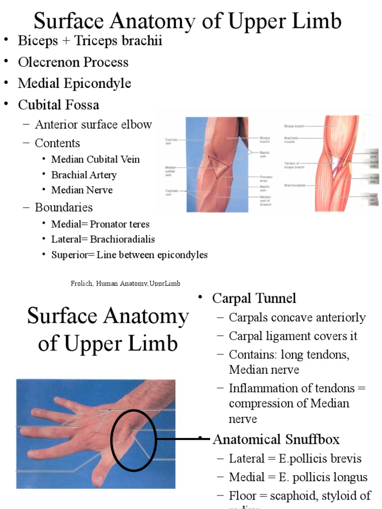 7843166 Topographic Anatomy Superior Limbs | Thumb | Arm