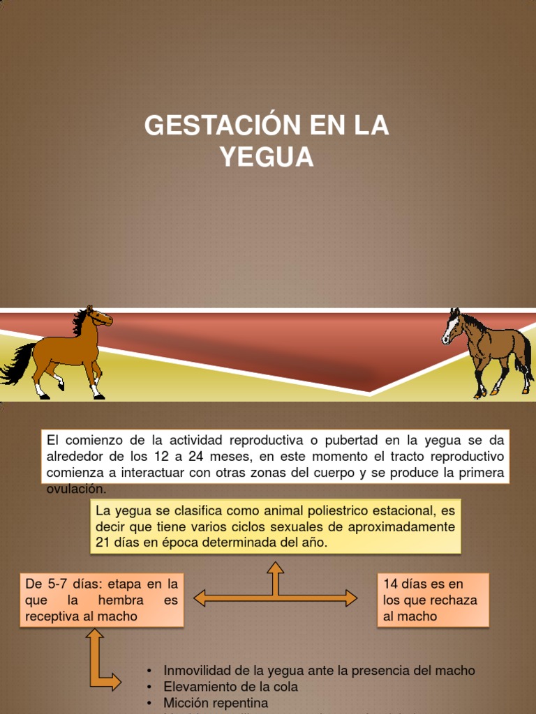 Gestacion En La Yegua Y Ciclo Estral Pdf Hormona Luteinizante
