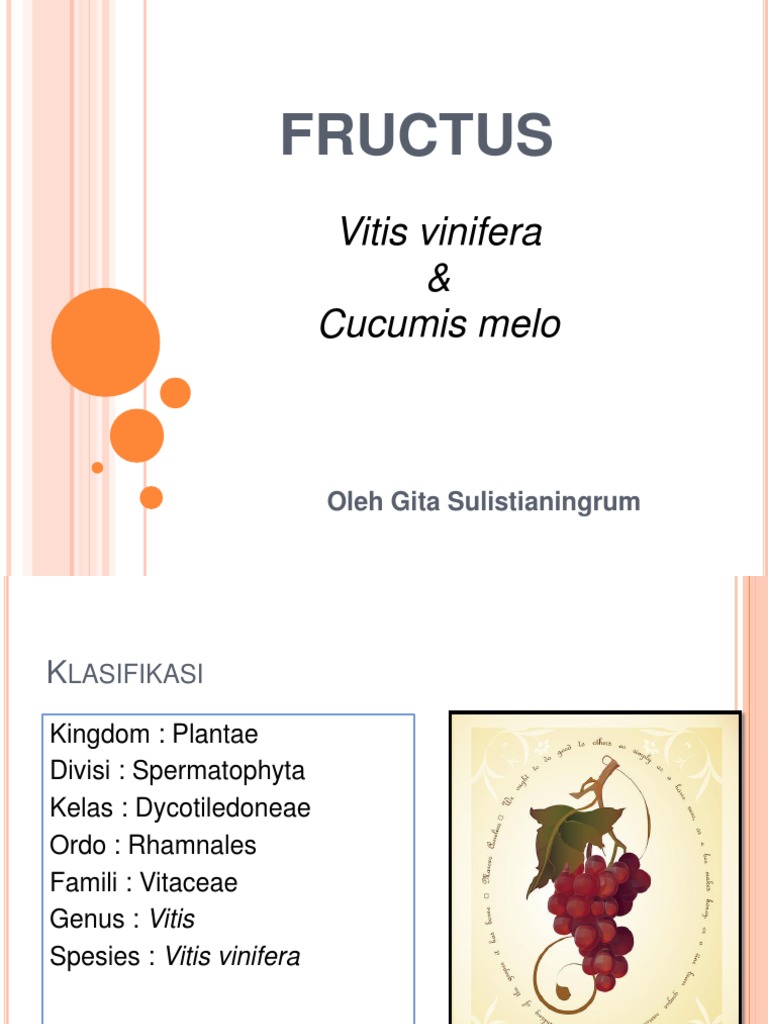 Morfologi Tumbuhan - Fructus | PDF