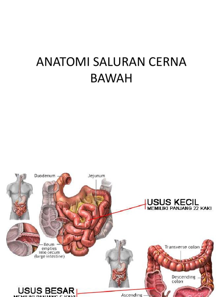 Anatomi Saluran Cerna Bawah | PDF
