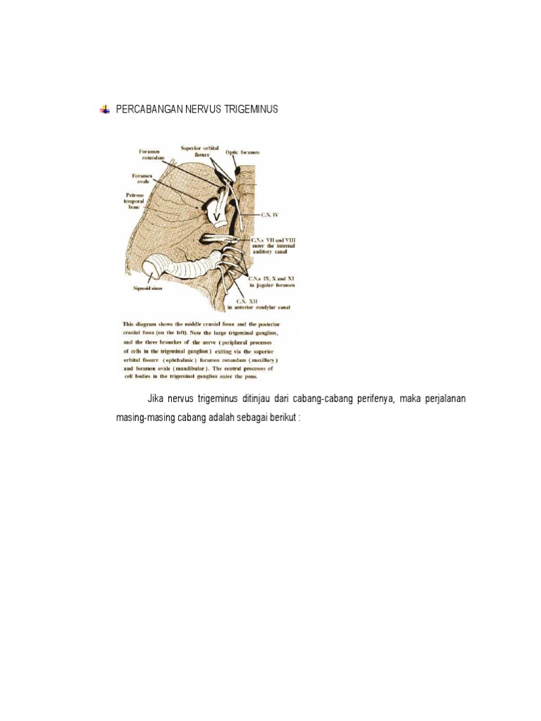 Cabang Nervus V | PDF