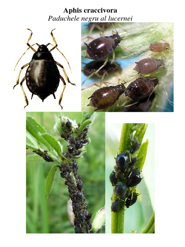 Insect Pests of Lucerne | PDF | Science & Mathematics