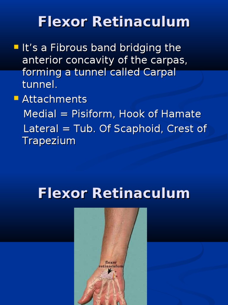 Anatomy of Flexor Retinaculum | PDF | Thumb | Finger