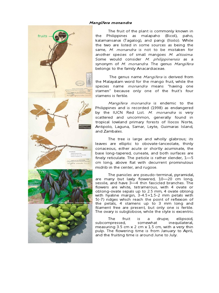 Endemic Mangifera Monandra in the Philippines | PDF