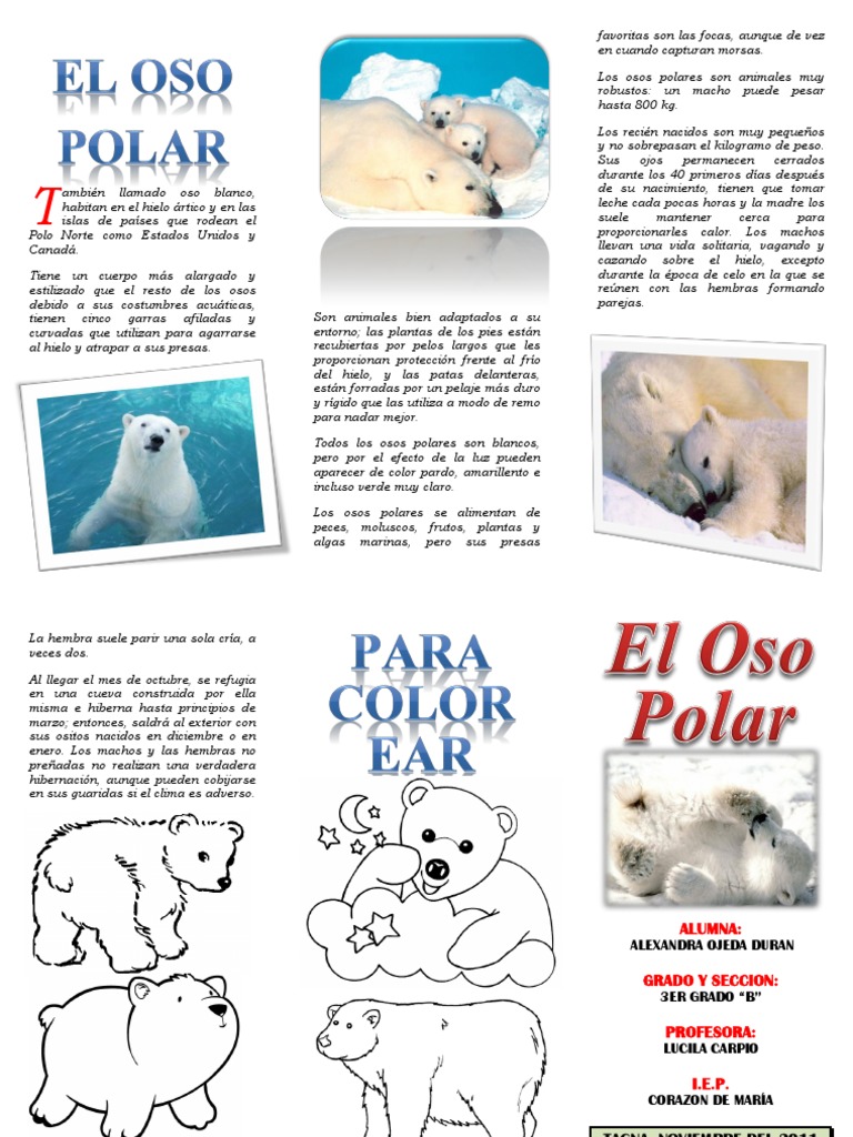 Folleto Imprimible Del Oso Polar Habitos Y Temperamento Del Oso Polar