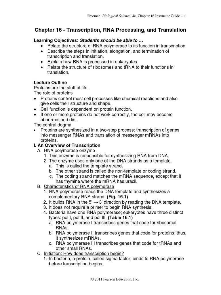 Chapter 16 - Transcription, RNA Processing, and Translation | PDF ...