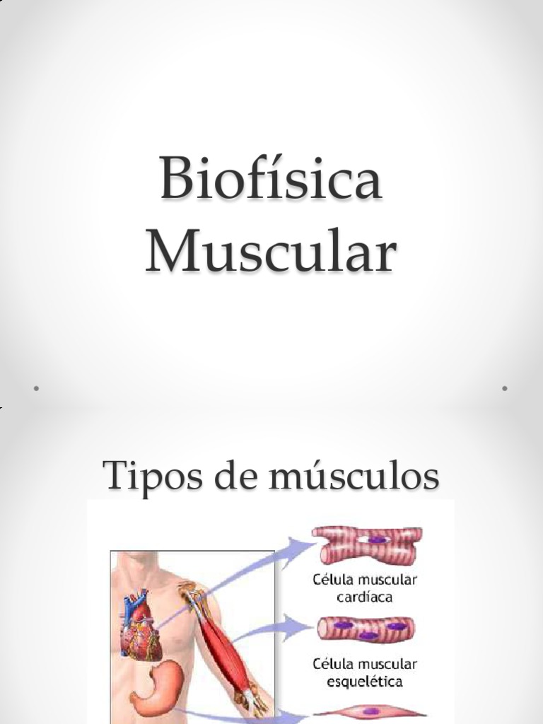 Biofísica Muscular.pptx | Contracción muscular | Músculo