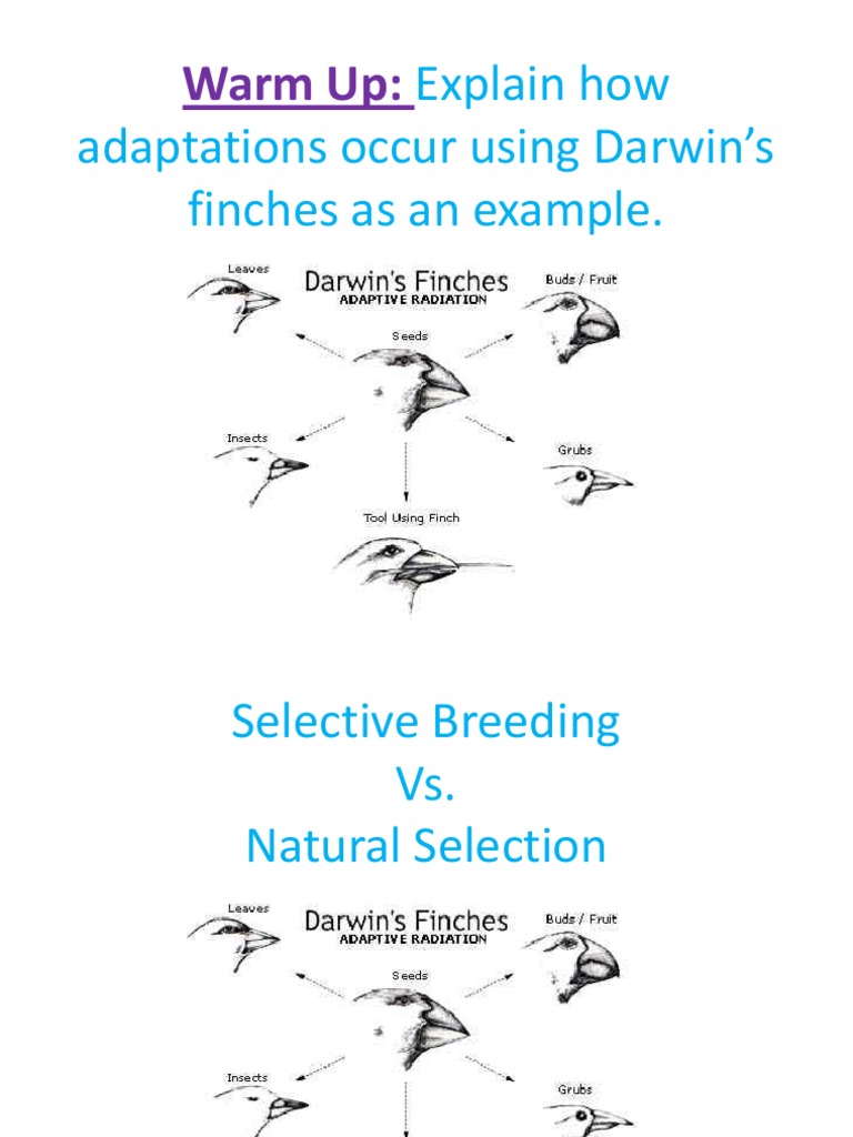 Natural Selection Vs Selective Breeding PP | PDF