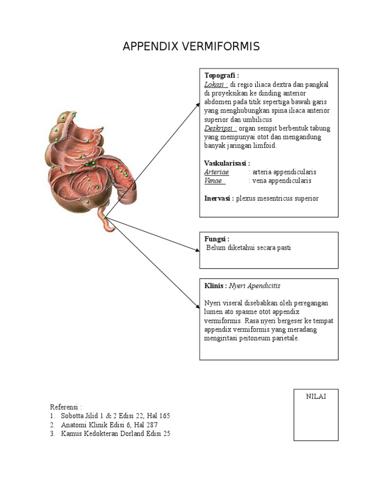 Arteria Appendicularis 1 Anatomie