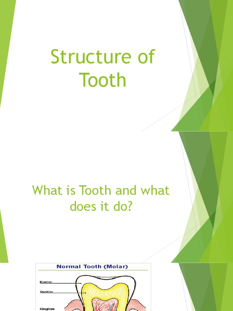 Structure and Position of Tooth and Teeth (Powerpoint) | PDF | Human ...