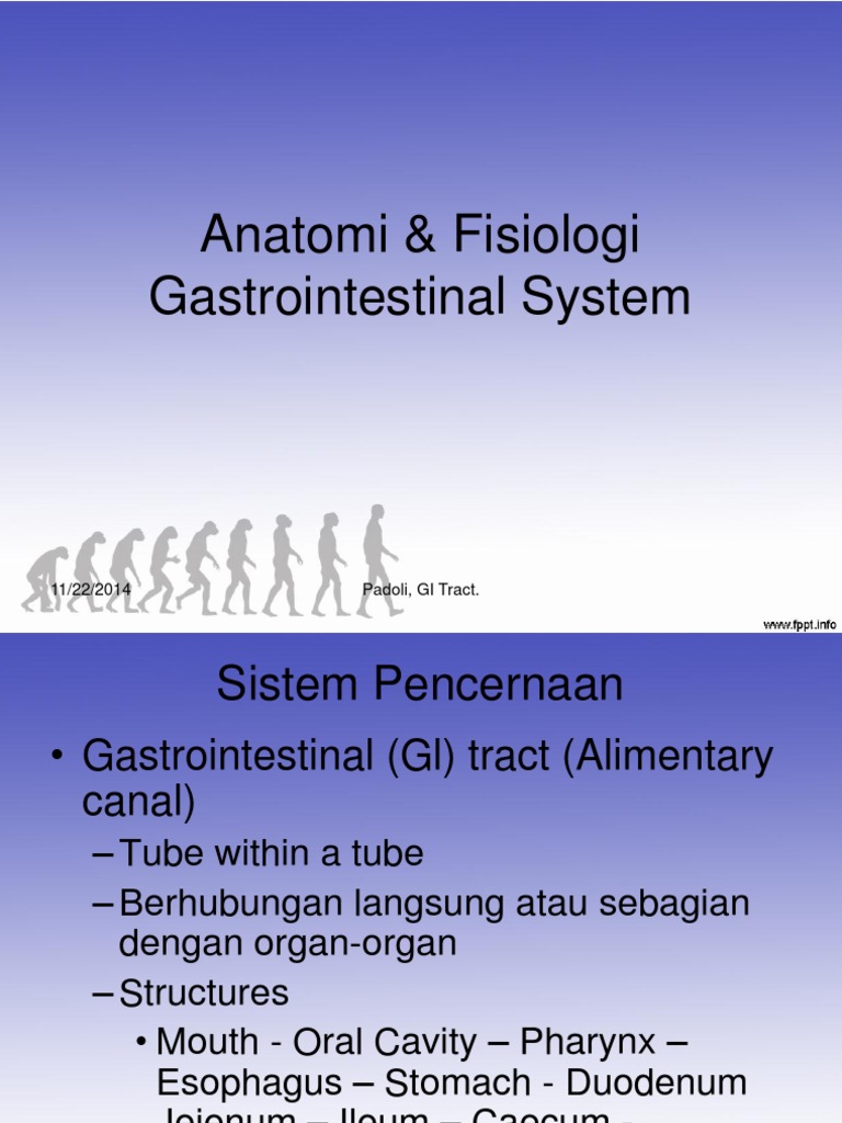 Anatomi GI Tract, 2012 | PDF | Pankreas | Sistem Pencernaan