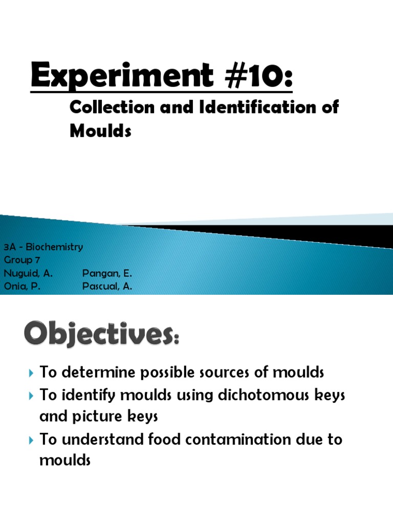 Mould Identification | PDF | Mold | Fungus