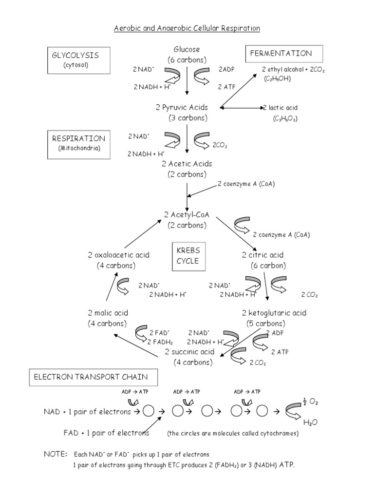 Cellular Respiration Activity | PDF | Cellular Respiration | Adenosine ...