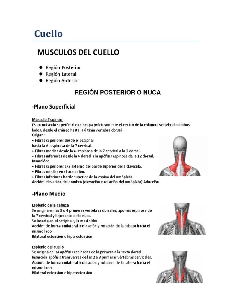 Músculos Del Cuello Resumen