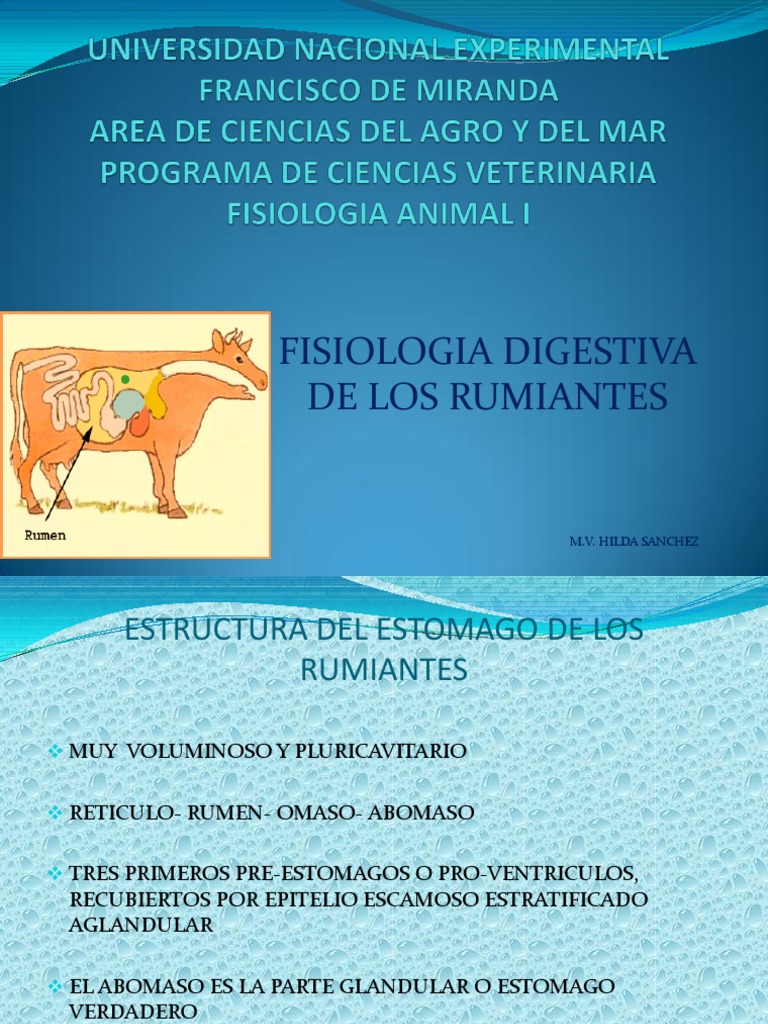 Fisiologia Ruminal | Descargar gratis PDF | Rumiante | Esófago