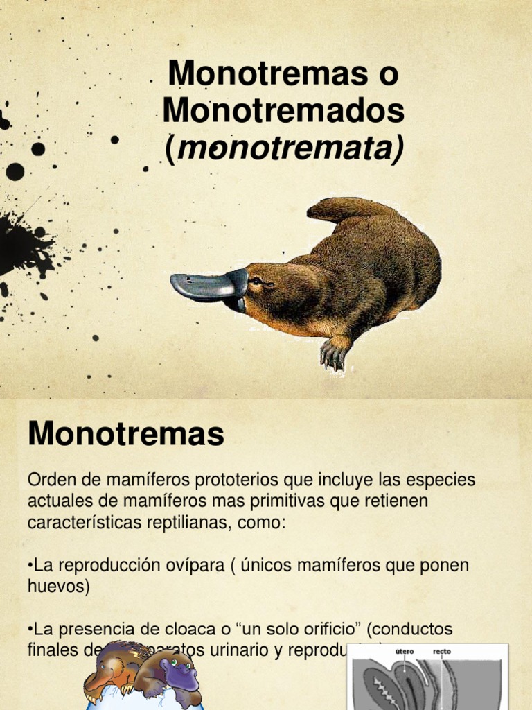 Monotremas | PDF